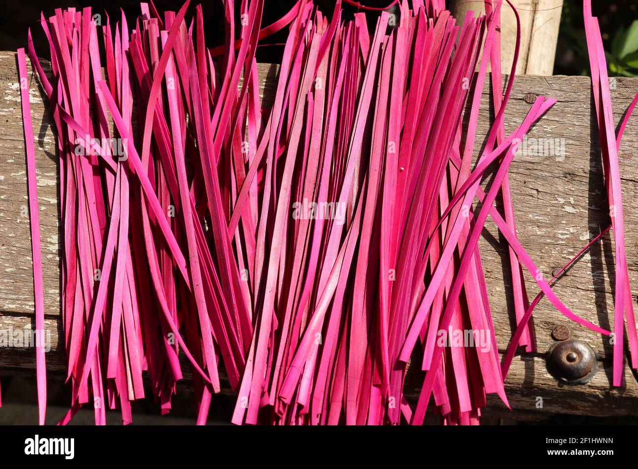 Colored reed stalks for Hindu offerings and ceremonies. Pink colored ...