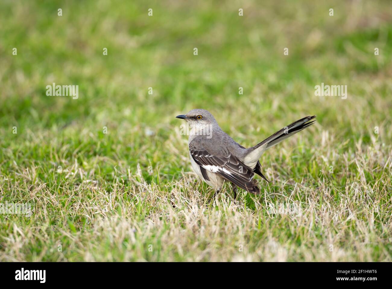Northern Mockingbird on ground, Mimus polyglottos Stock Photo - Alamy