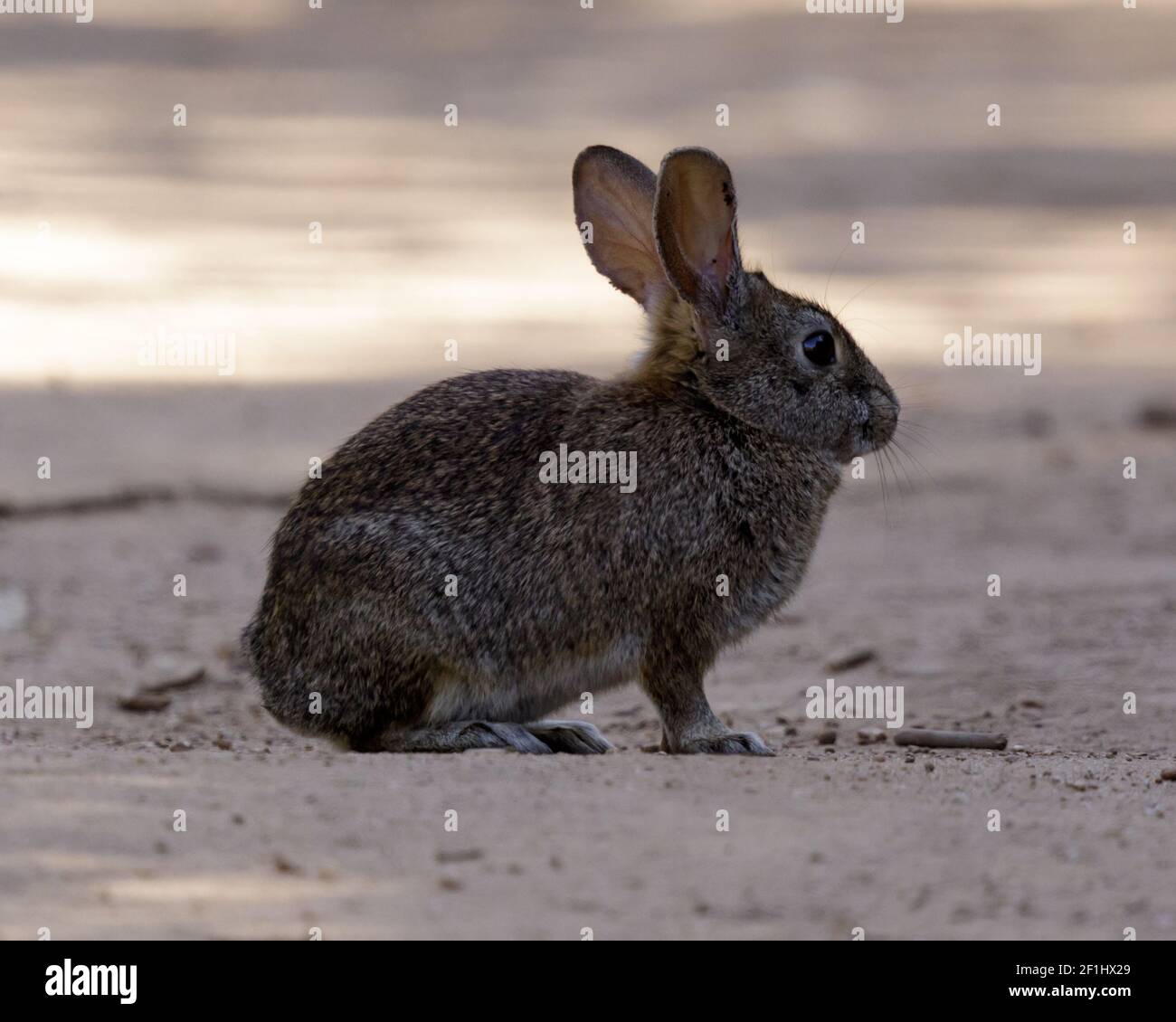 Wild rabbit california hi-res stock photography and images - Alamy