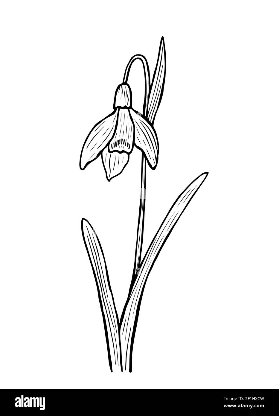 Snowdrop flower graphic black Cut Out Stock Images & Pictures - Alamy