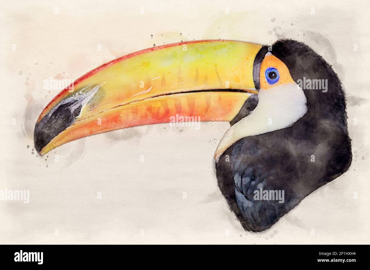 toco toucan head close up digital watercolor illustration Stock Photo ...