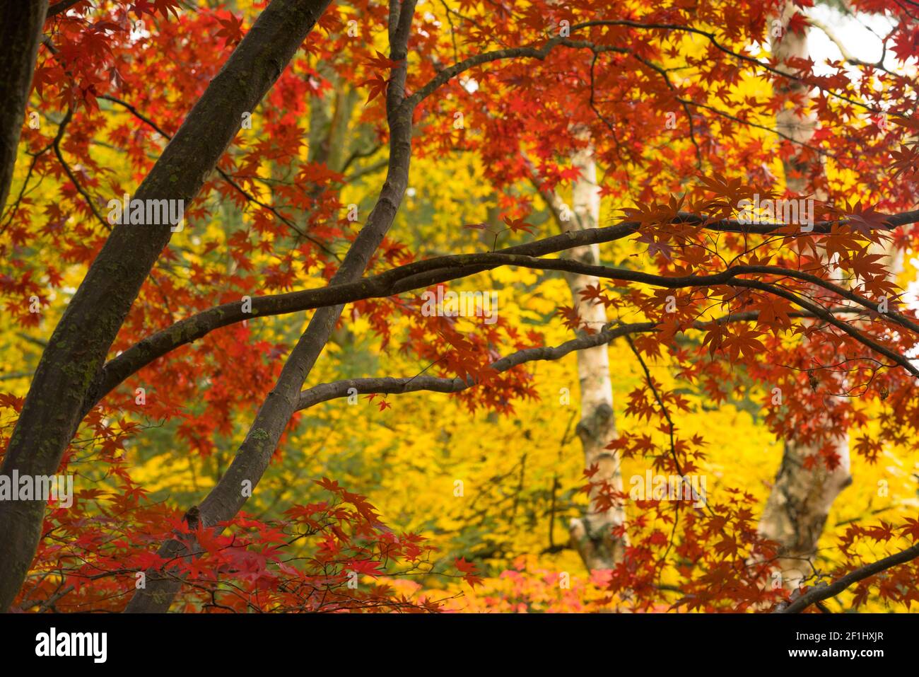 Dark Bark Thick Tree Trunk Branches Fall Color Seasonal Leaves Forest ...