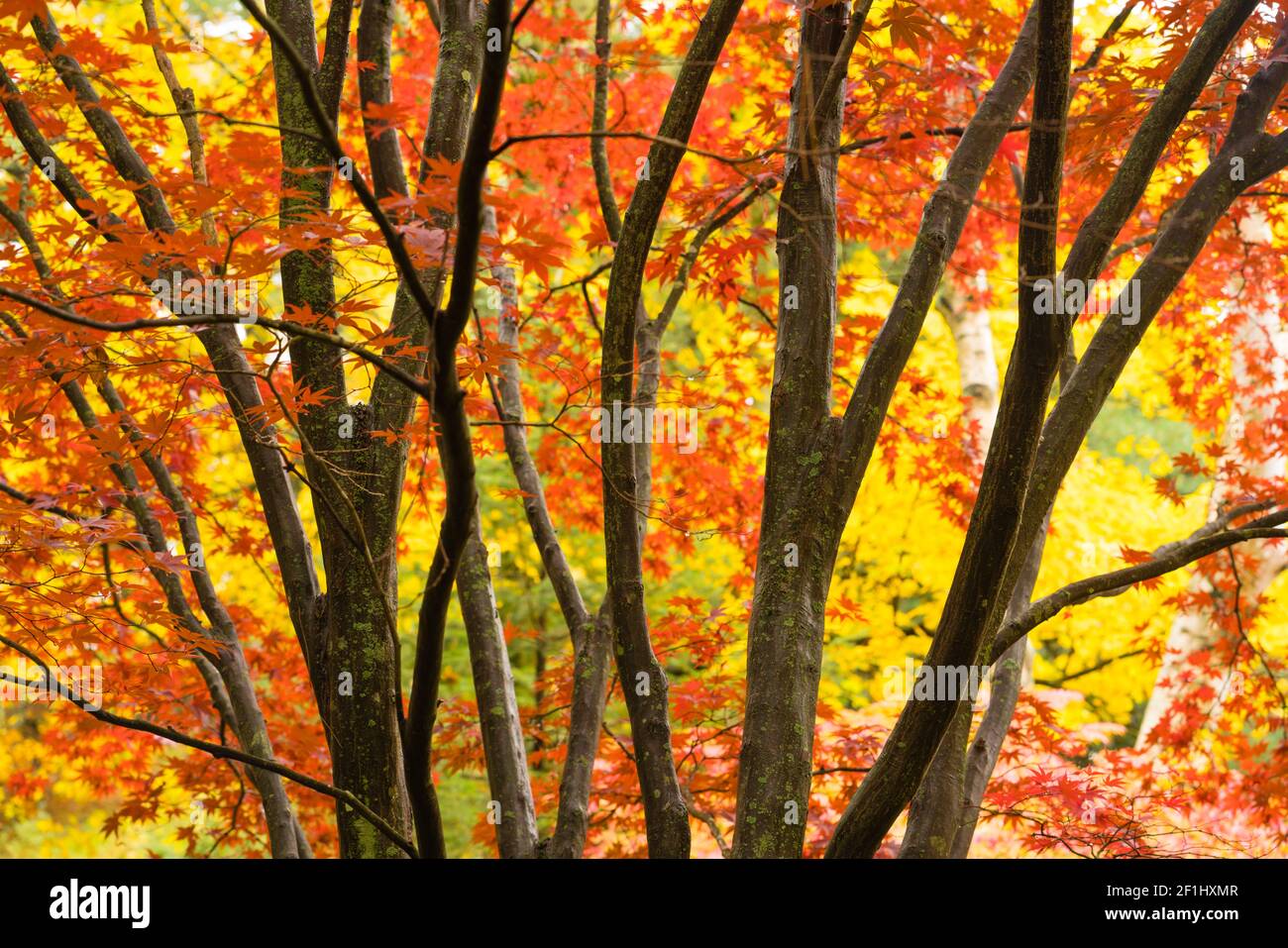 Dark Bark Thick Tree Trunk Fall Color Seasonal Leaves Forest Stock ...