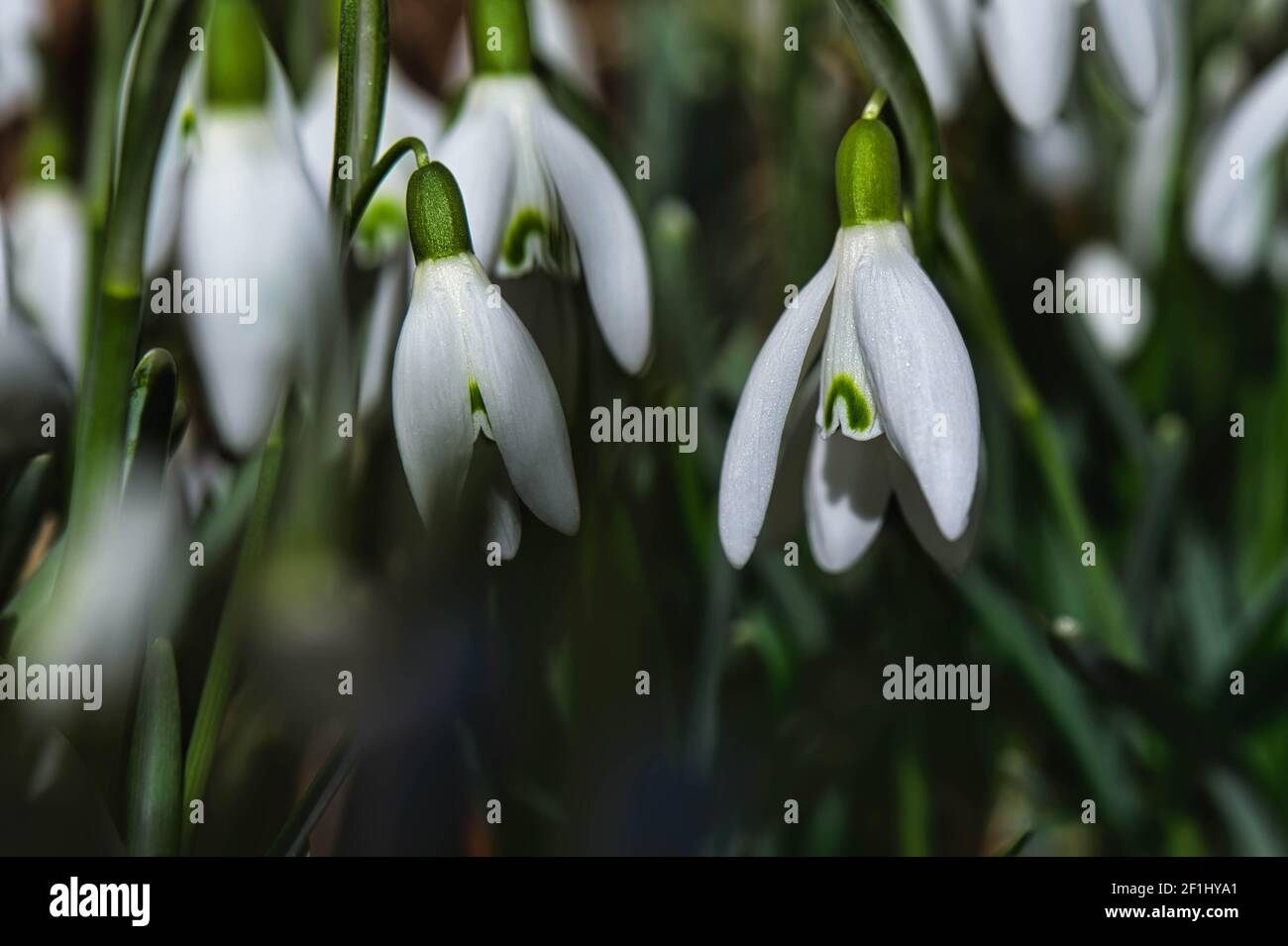 Group birds singing hi-res stock photography and images - Alamy