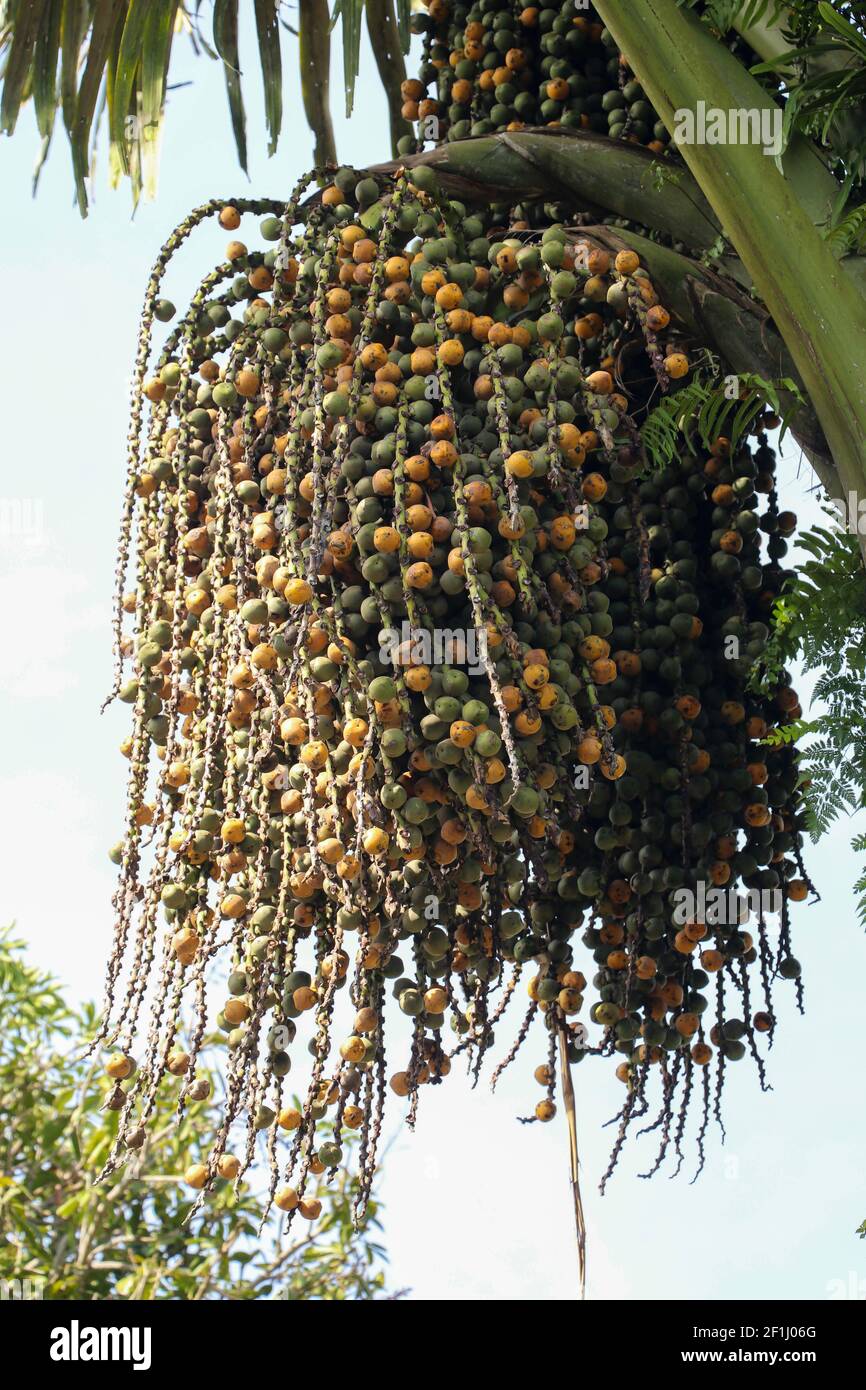 Arenga Saccharifera High Resolution Stock Photography and Images - Alamy