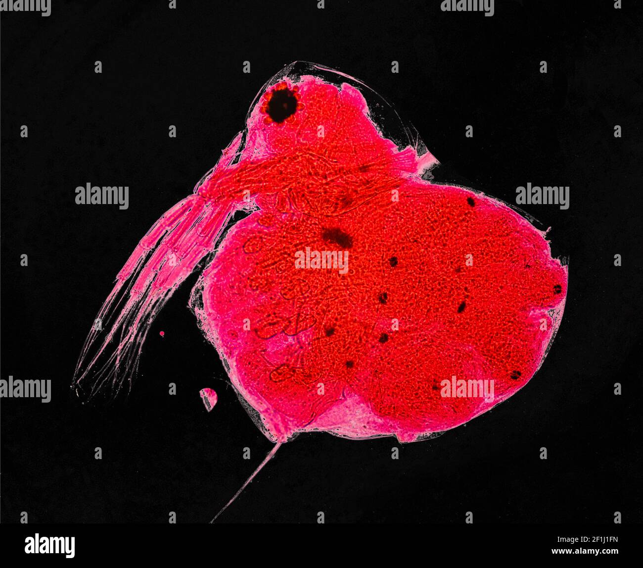 Microscopy Image Daphnia Water Flea Freshwater Aquatic Crustacean Stock ...