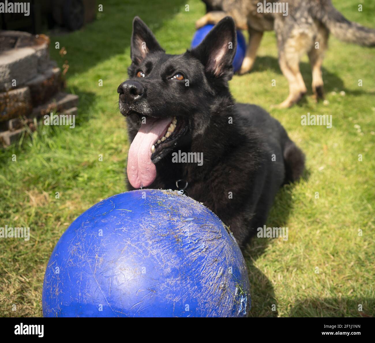 German Shepherd Looks Up Pausing Playing with Large Blue Ball Stock ...