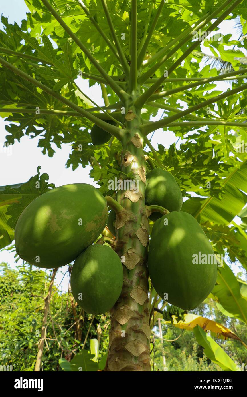 Ripening papaya grow in the top of a tree in the tropics Stock Photo ...