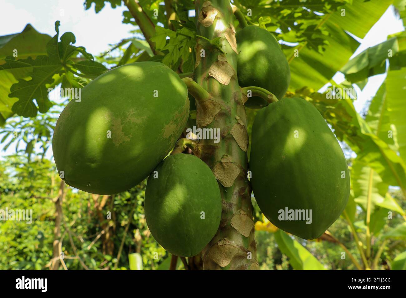 Ripening papaya grow in the top of a tree in the tropics Stock Photo ...
