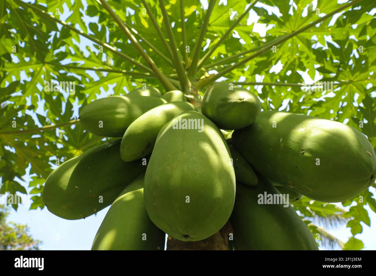 Photo close up of papaya tree with green fruits Stock Photo - Alamy