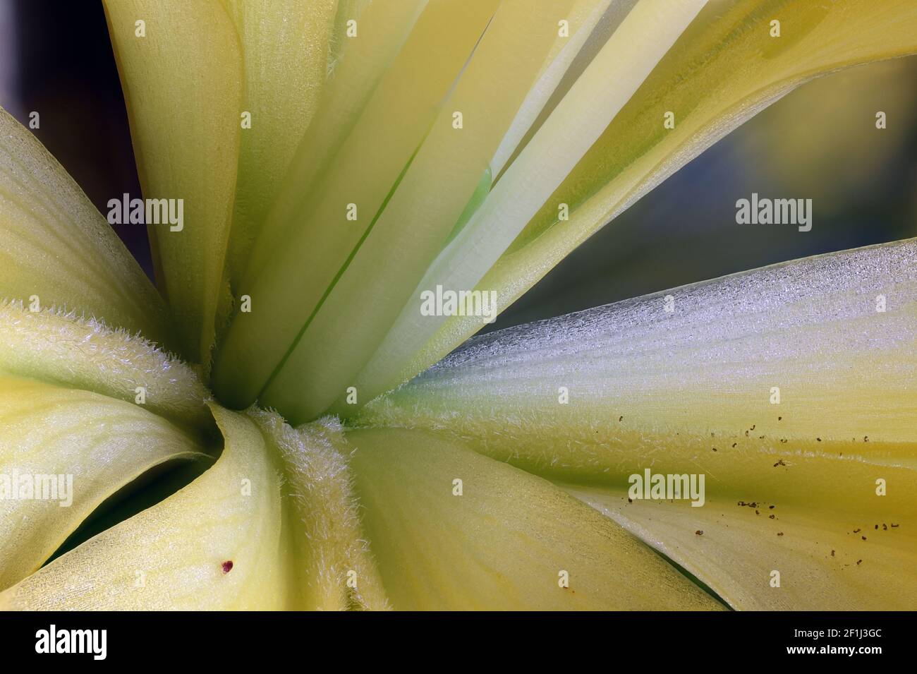 Yellow Lily style and Filament macro photograph using a Nikon D850 ...