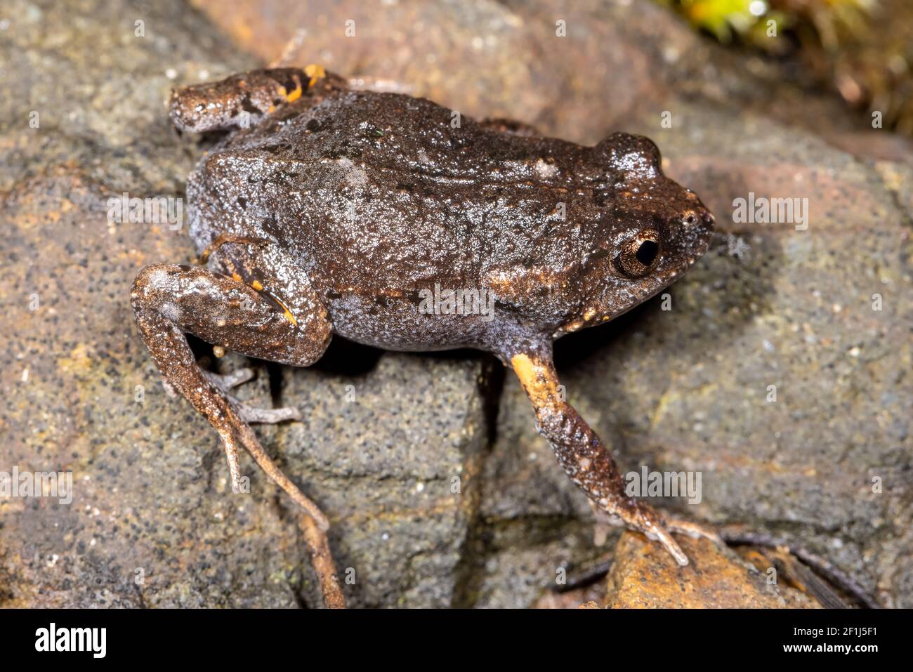 Close up of Dusky Toadlet Stock Photo - Alamy