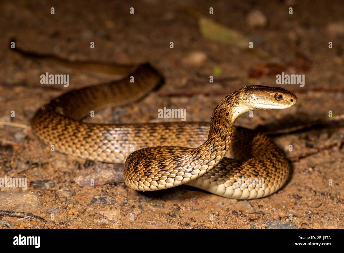 Rough-scaled Snake in striking position Stock Photo - Alamy