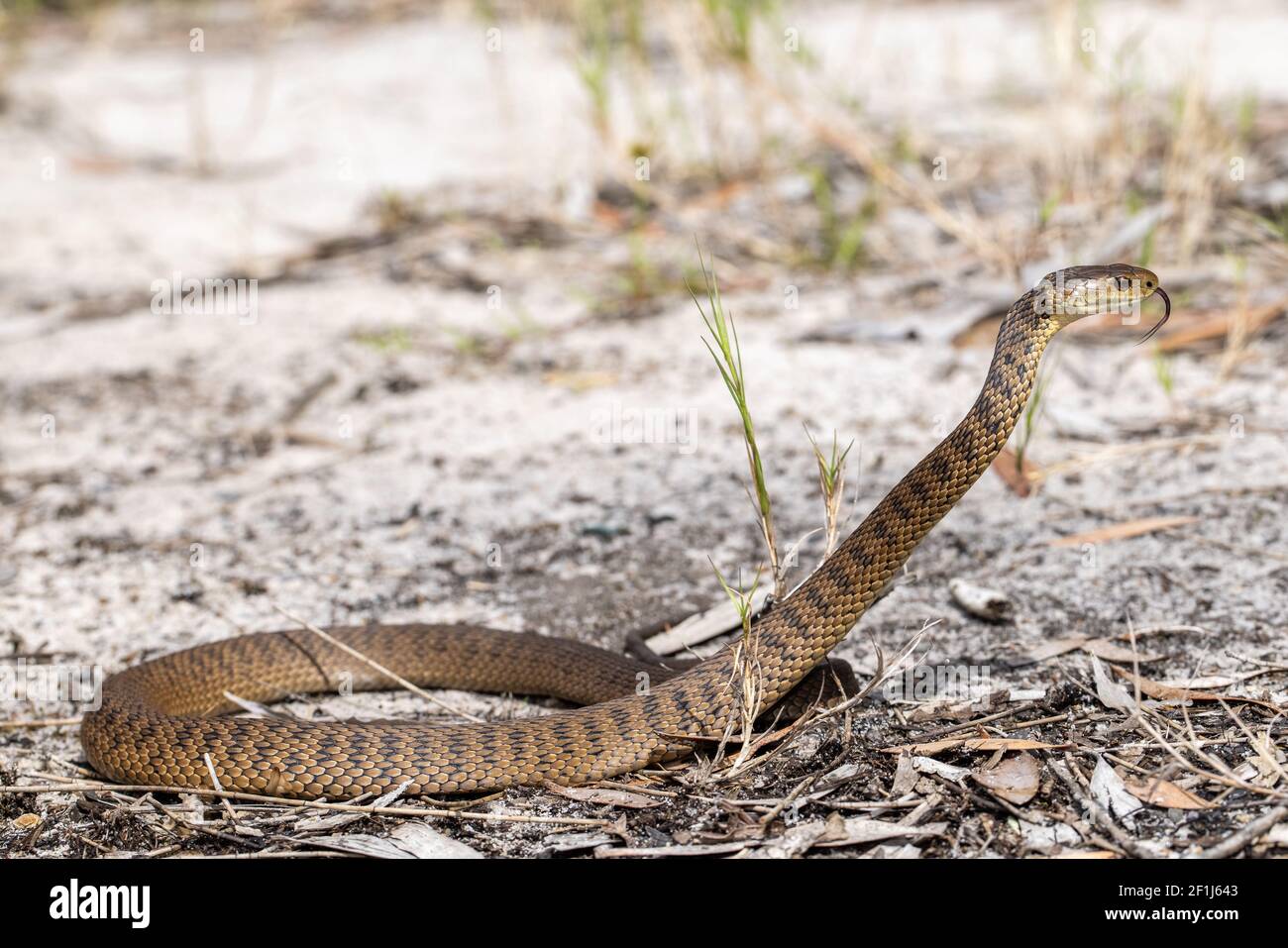 Rough-scaled Snake flickering tongue Stock Photo - Alamy