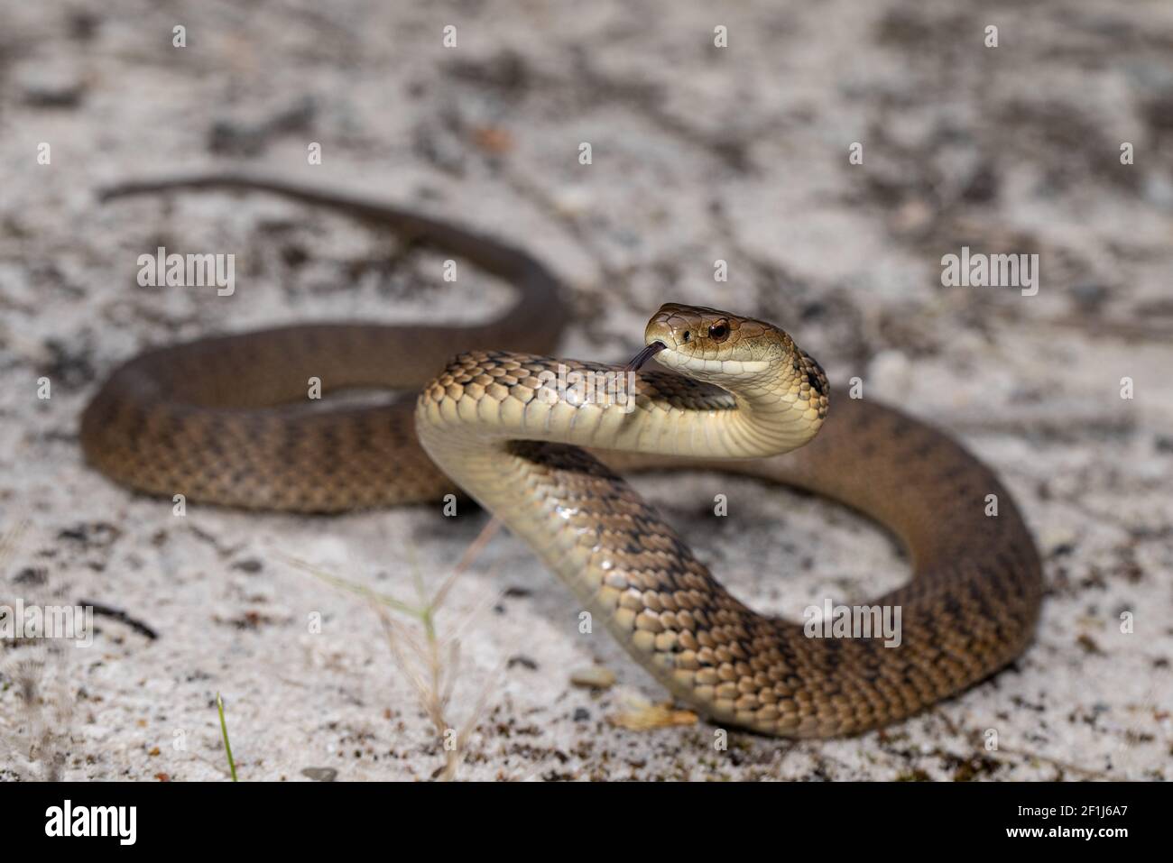 Rough-scaled Snake in striking position Stock Photo - Alamy