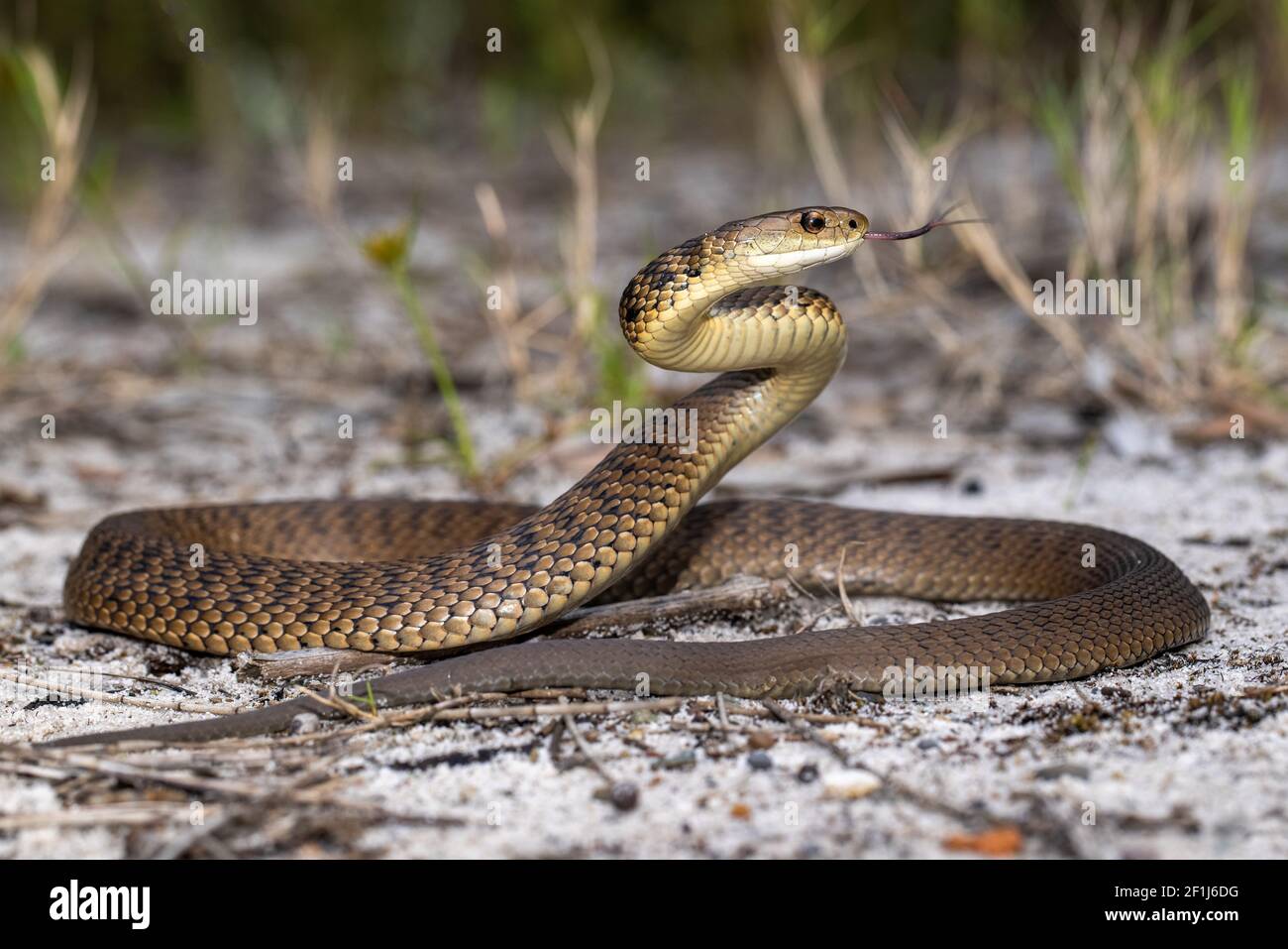 Rough-scaled Snake in striking position Stock Photo - Alamy