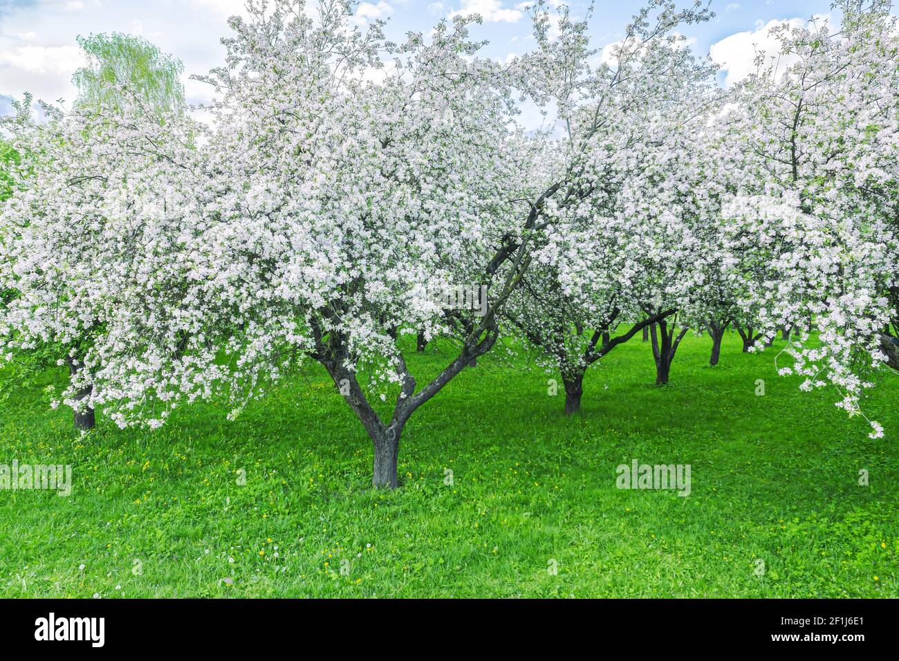 beautiful apple orchard at springtime. flowering trees against blue sky ...