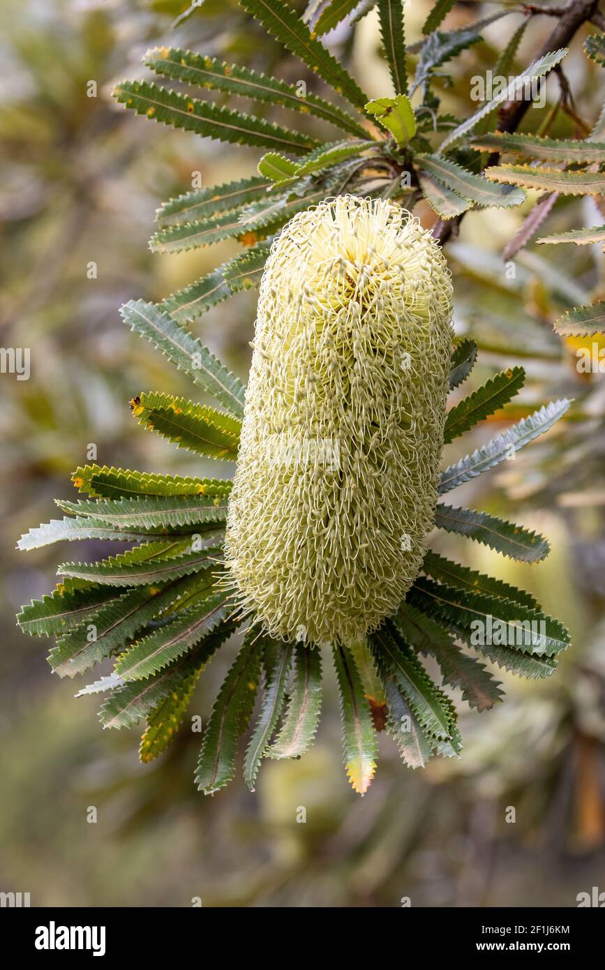 Wallum hi-res stock photography and images - Alamy