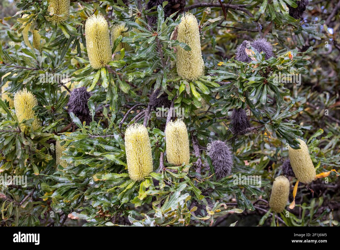 Wallum Banksia tree in flower Stock Photo - Alamy