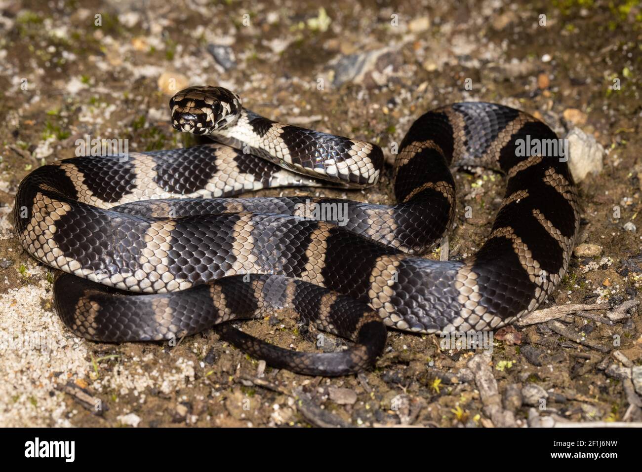 Stephens Banded Snake in curled position Stock Photo - Alamy