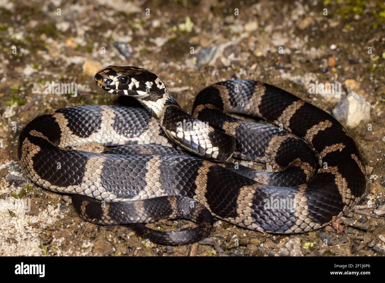 Curled position hi-res stock photography and images - Alamy