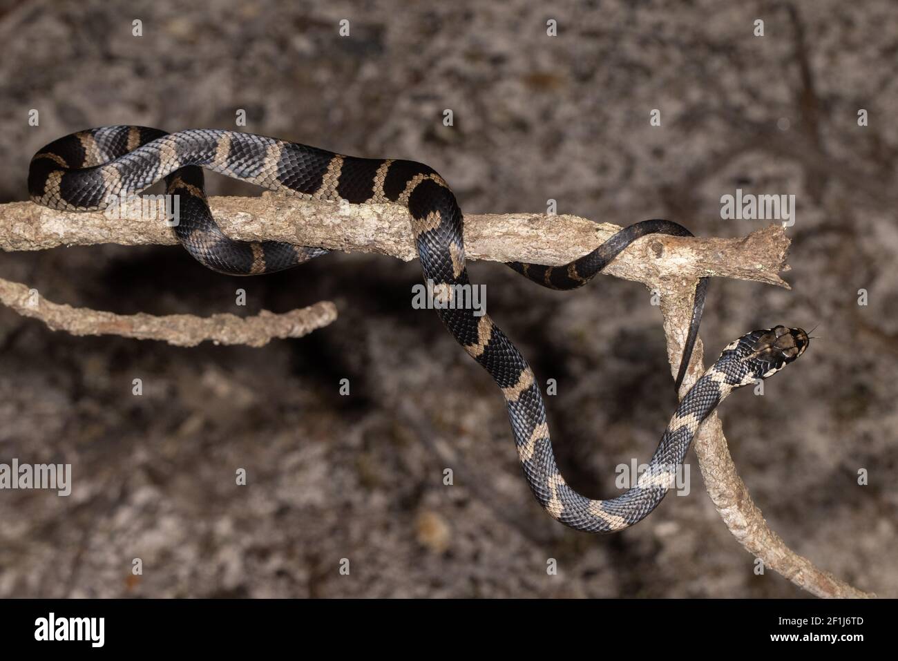 Banded tree snake hi-res stock photography and images - Alamy
