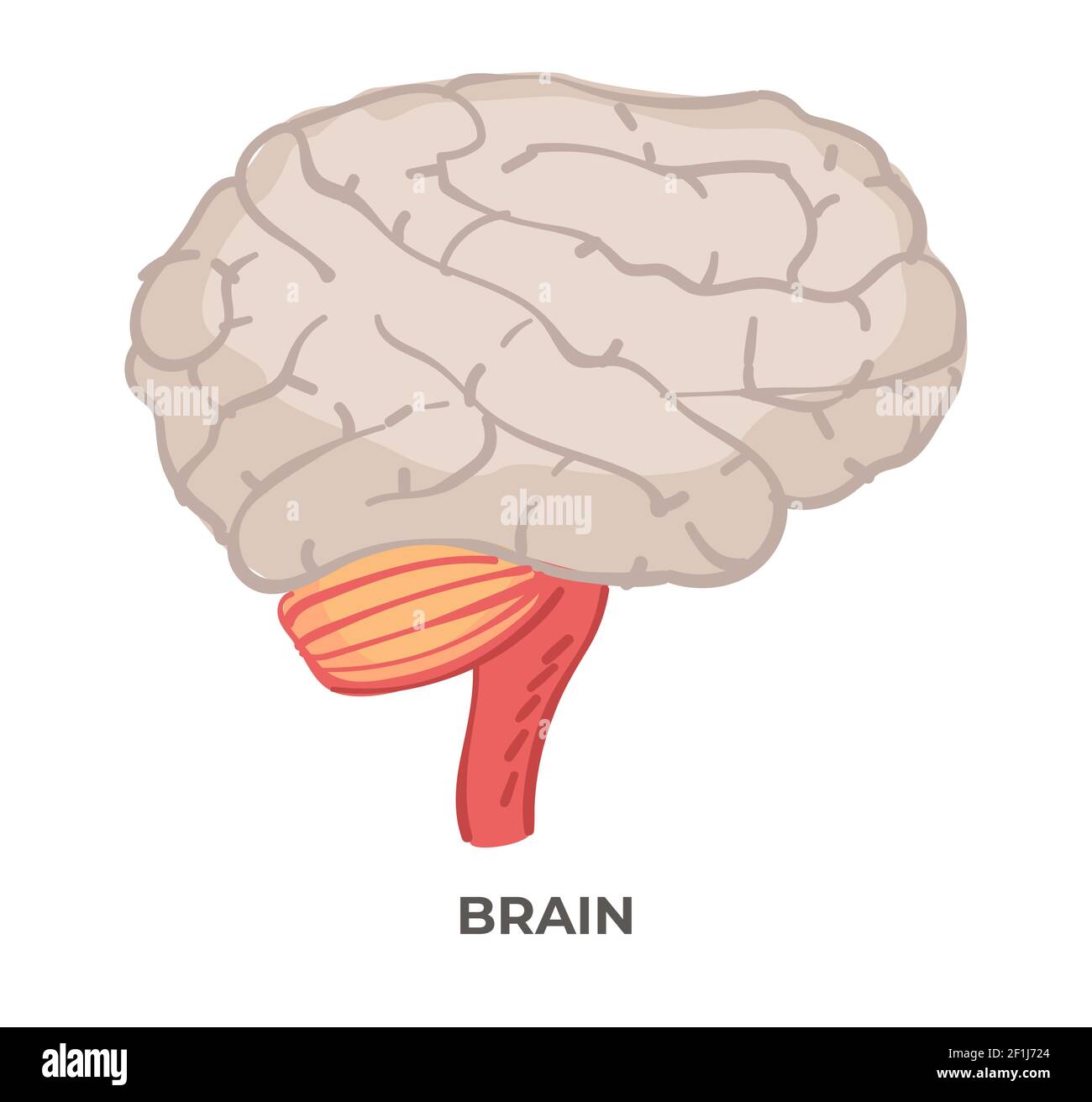 Brain organ, anatomy and biology lessons or study Stock Vector Image ...