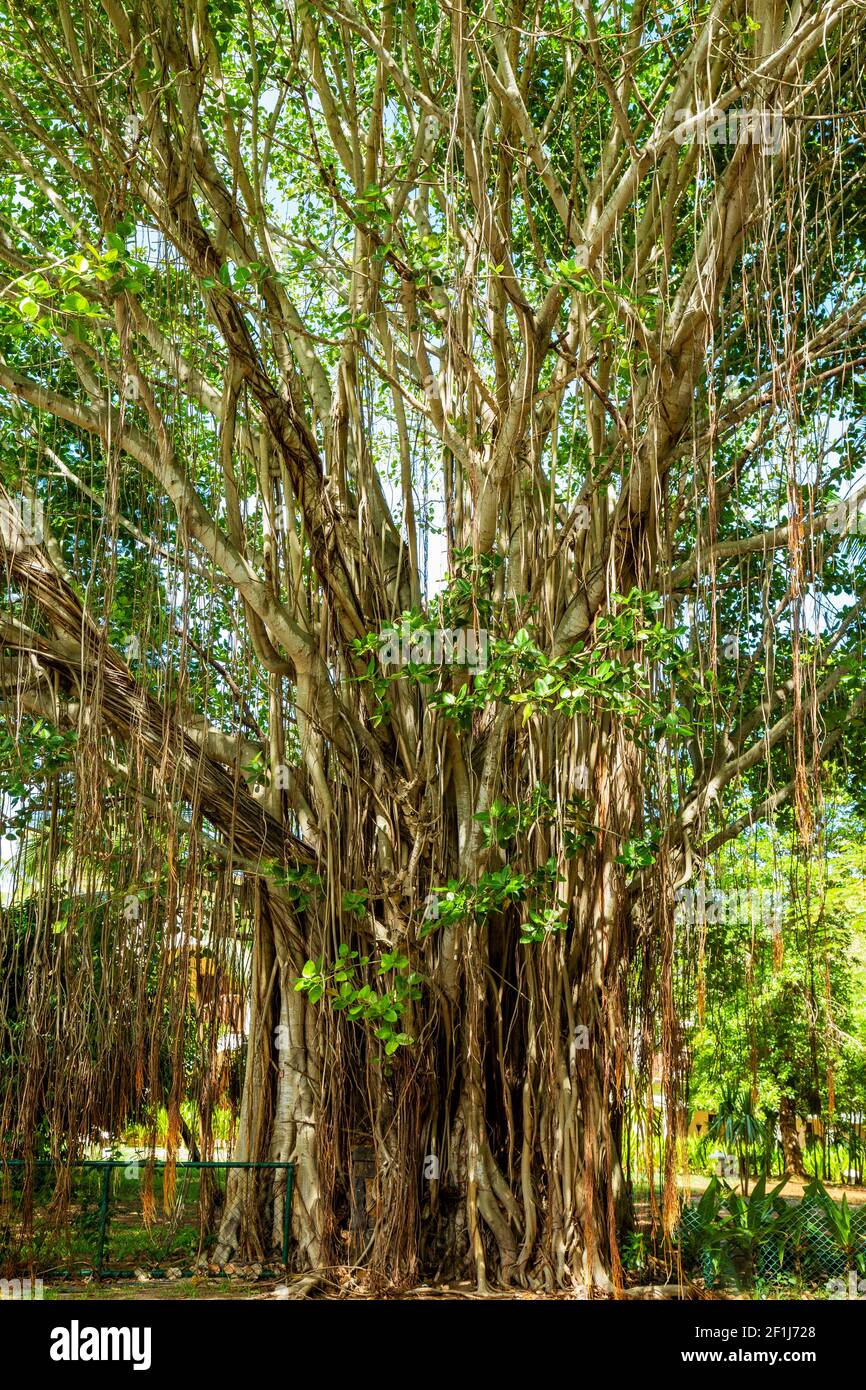 Mauritius photos hi-res stock photography and images - Alamy