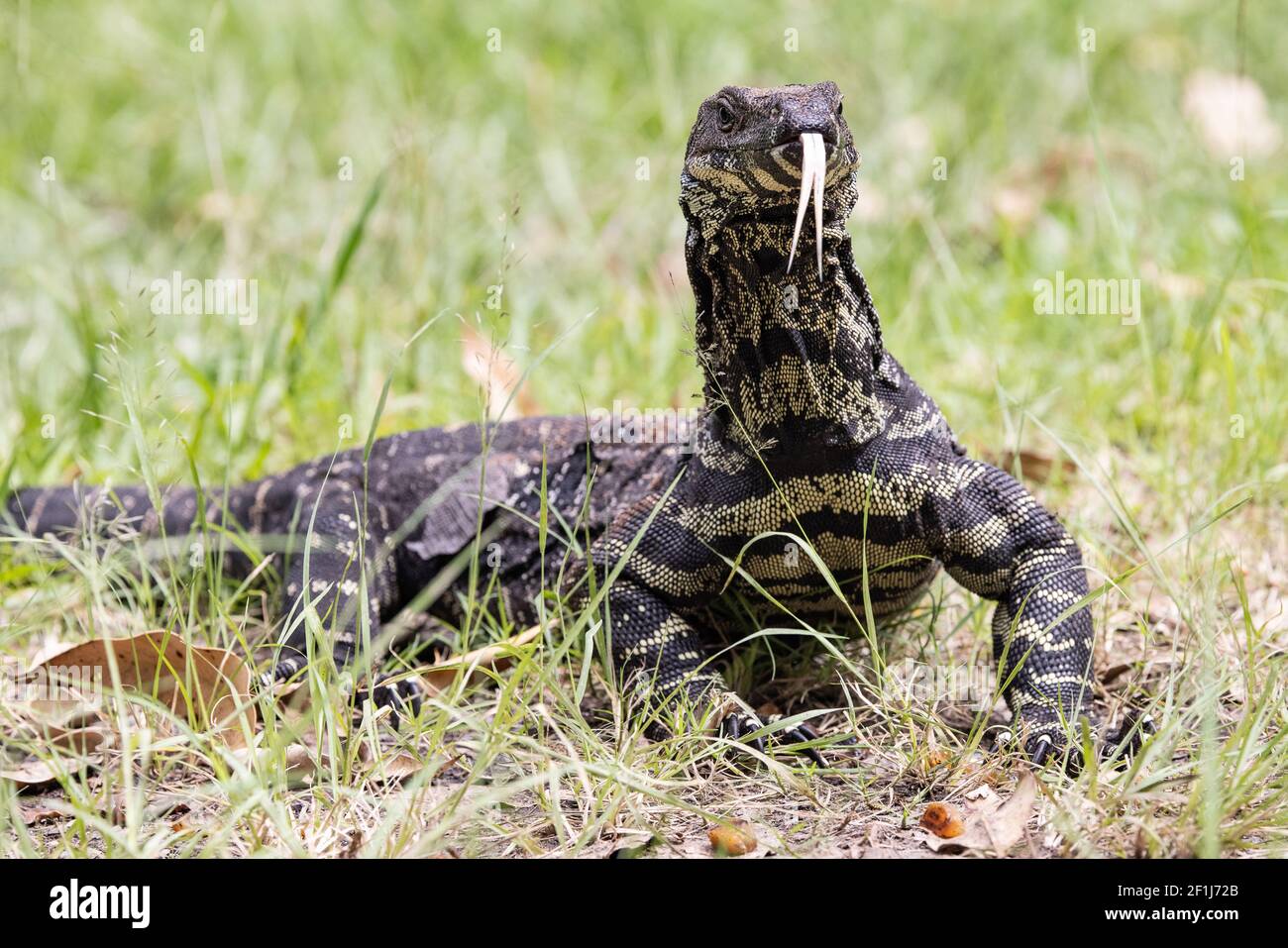 Lace Monitor Lizard flickering it's tongue Stock Photo - Alamy