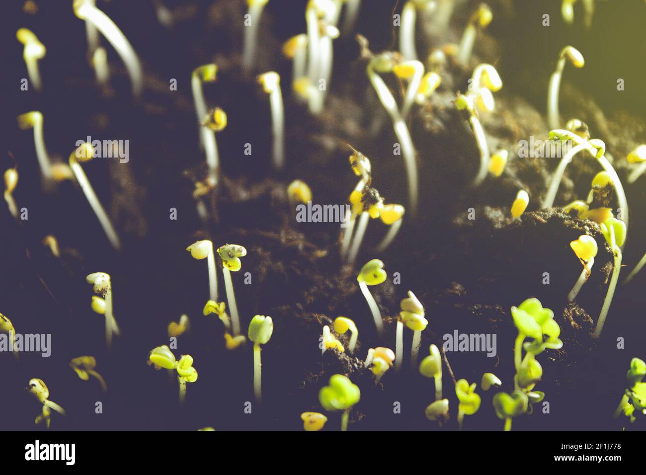 Seeds sprout from the ground. Young seeds are drawn towards the light ...