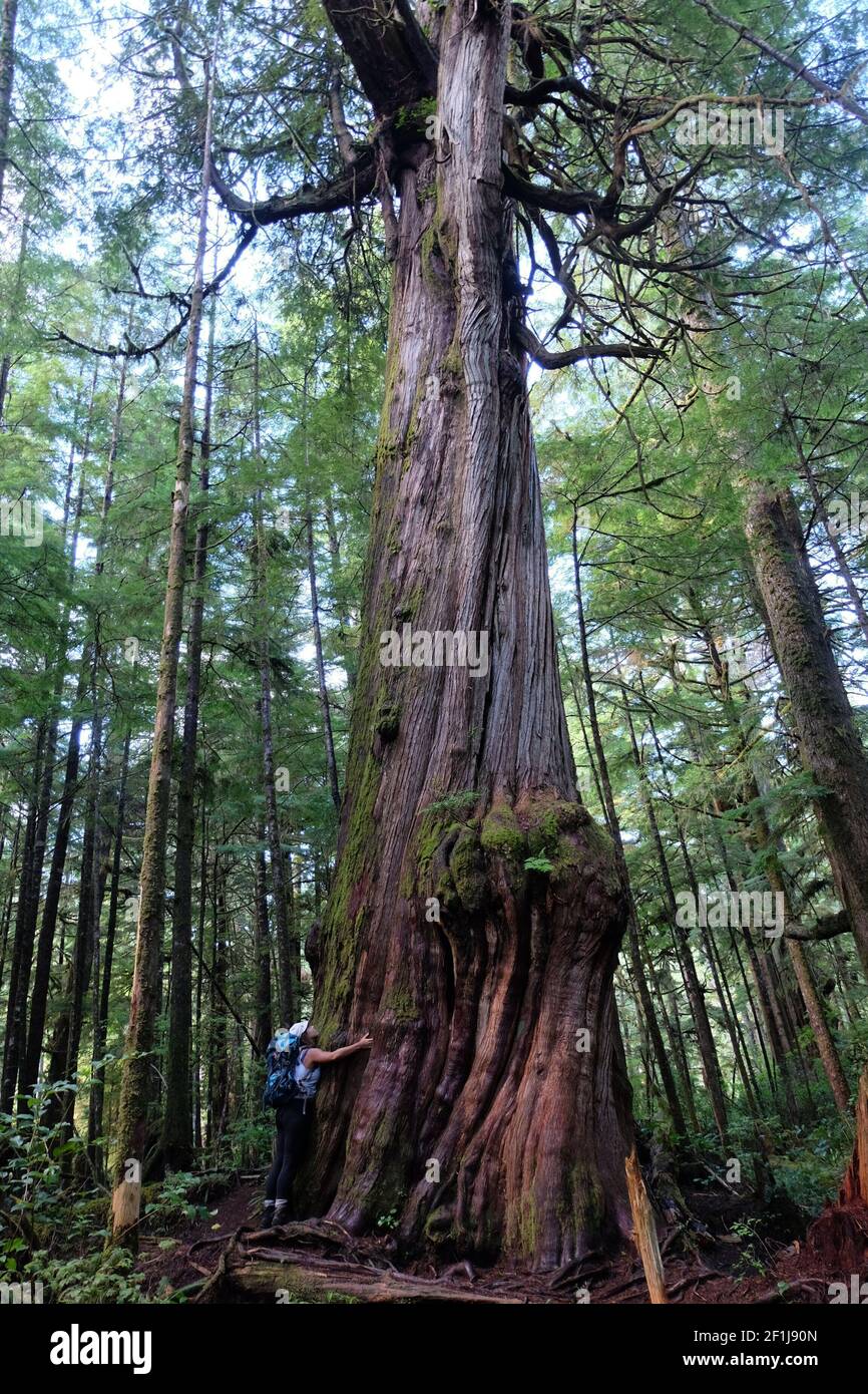 Woman hugs a giant tree Stock Photo - Alamy