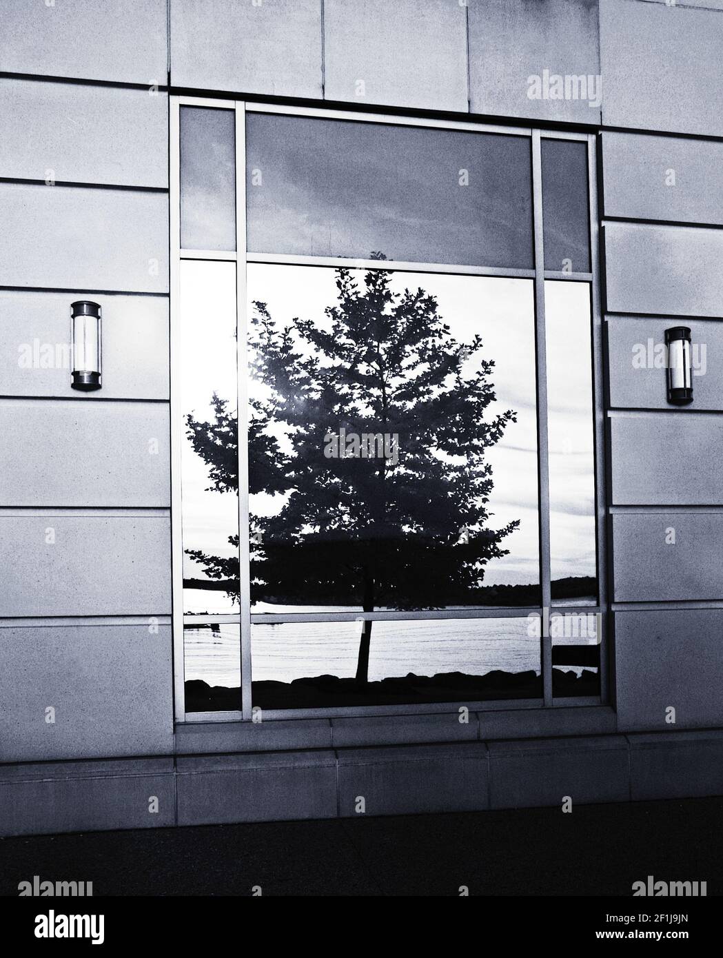 A reflection of a tree in a large window Stock Photo - Alamy