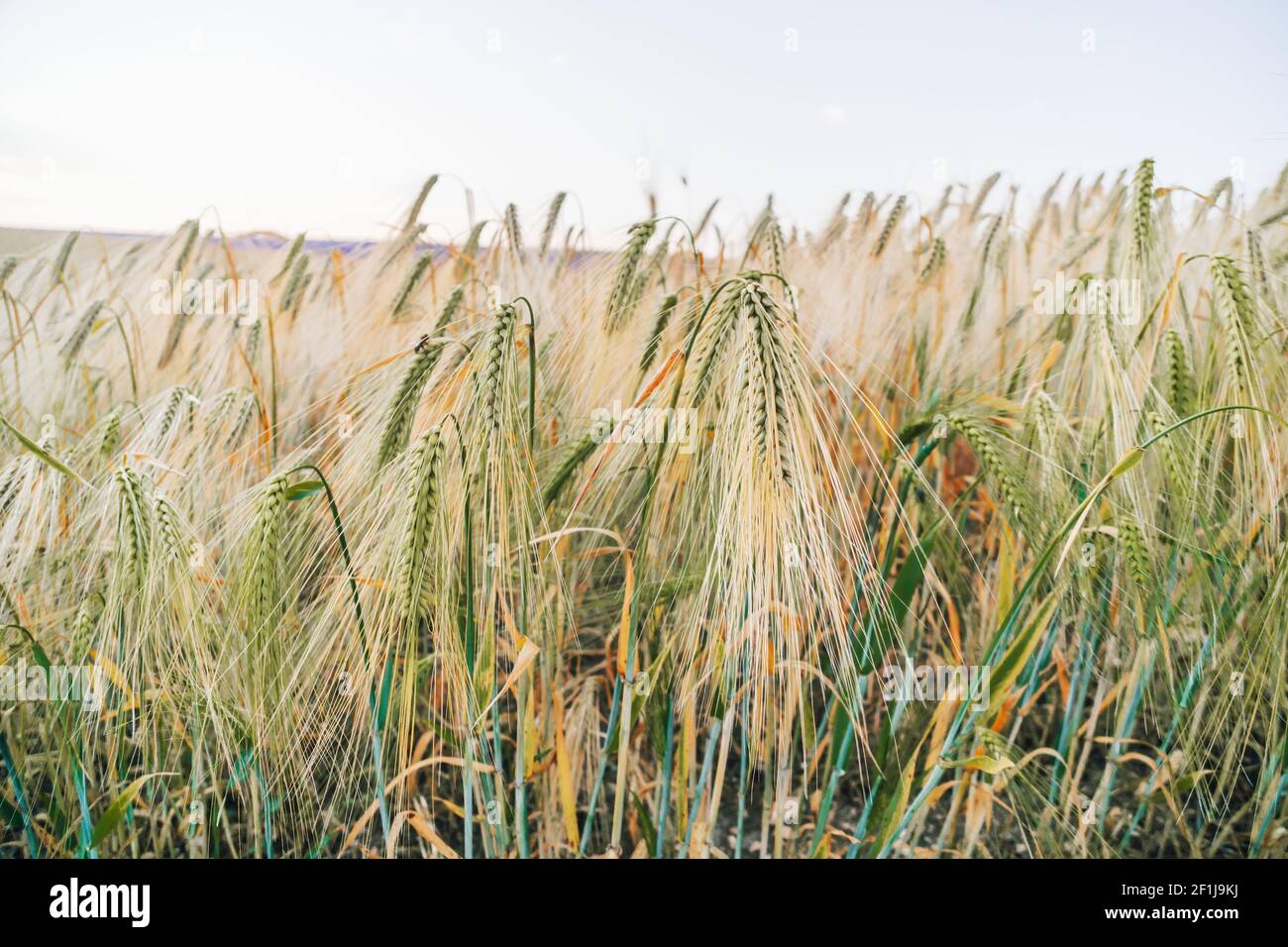 Wheat Blowing In The Wind High Resolution Stock Photography and Images ...
