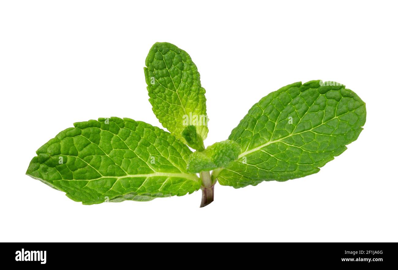 Natural herbal mint plant Cut Out Stock Images & Pictures - Alamy
