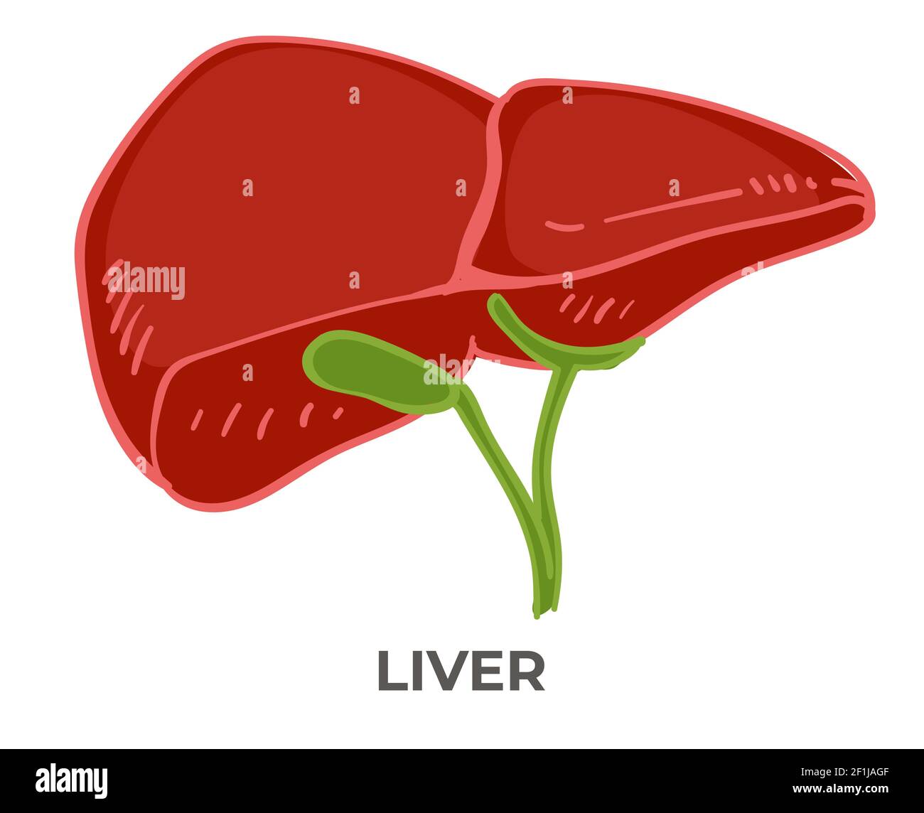Normal healthy liver Stock Vector Images - Alamy