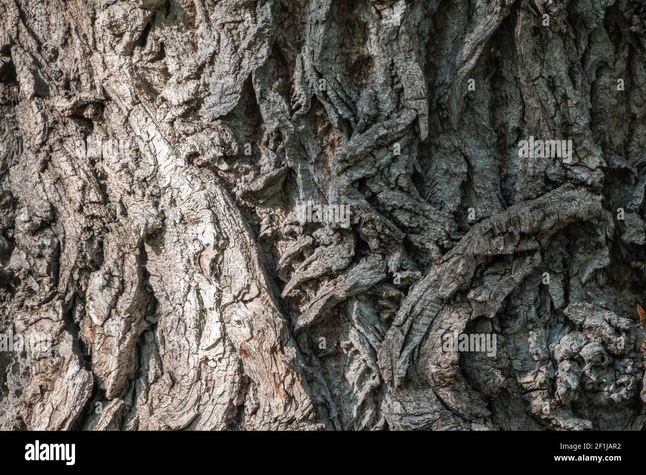 Texture of the bark of old maple tree. Cracked bark, embossed texture ...