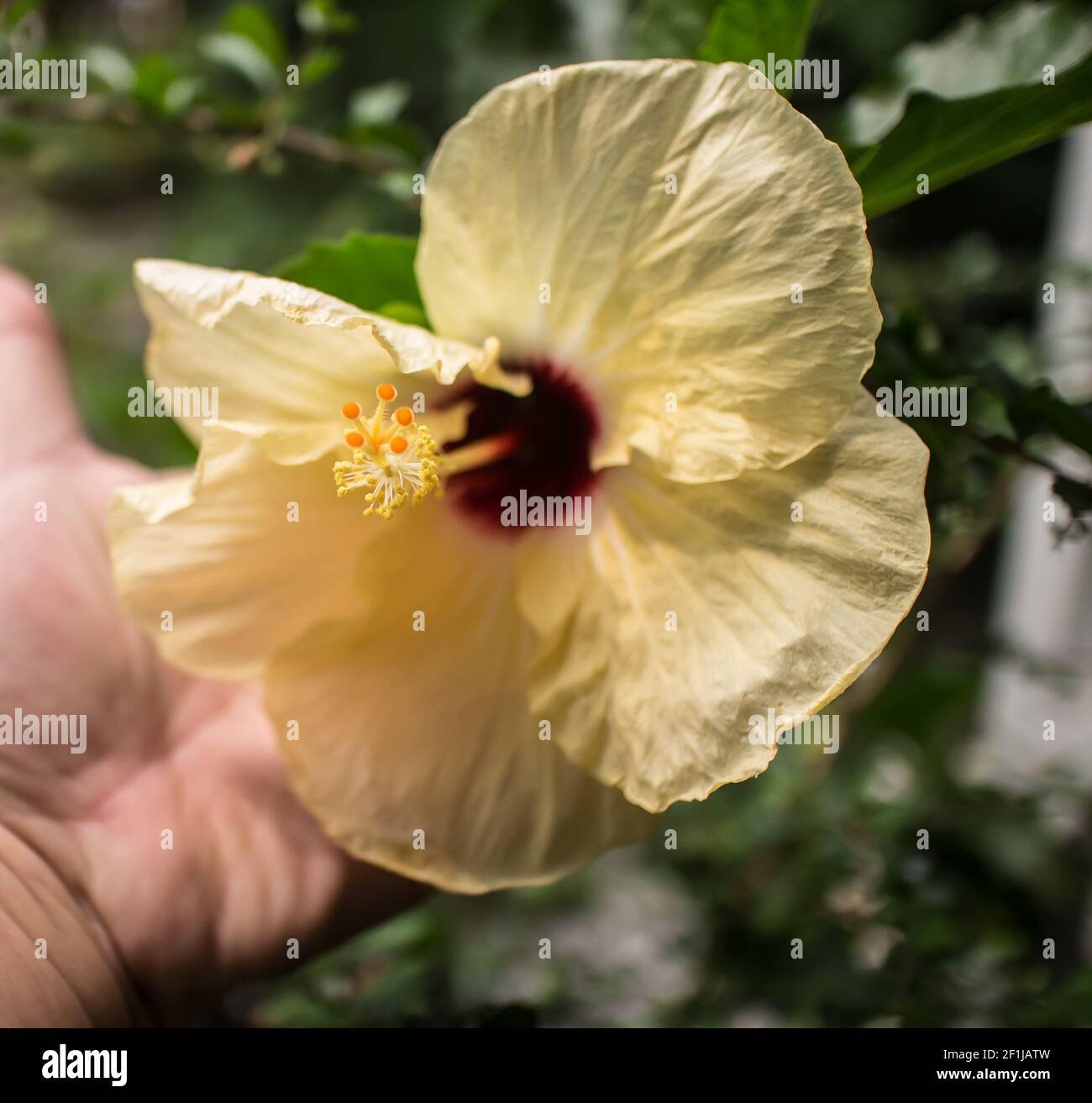 Close up of water frop on Yellow Hibiscus rosa-sinensis on hand Stock ...