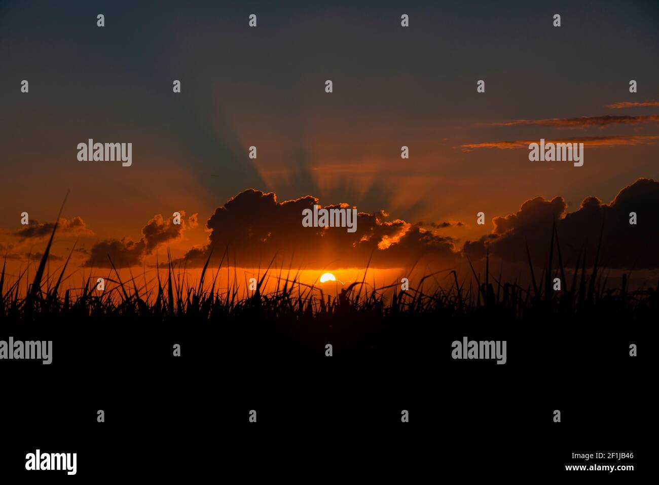 sun setting over the sugarcane field Stock Photo - Alamy