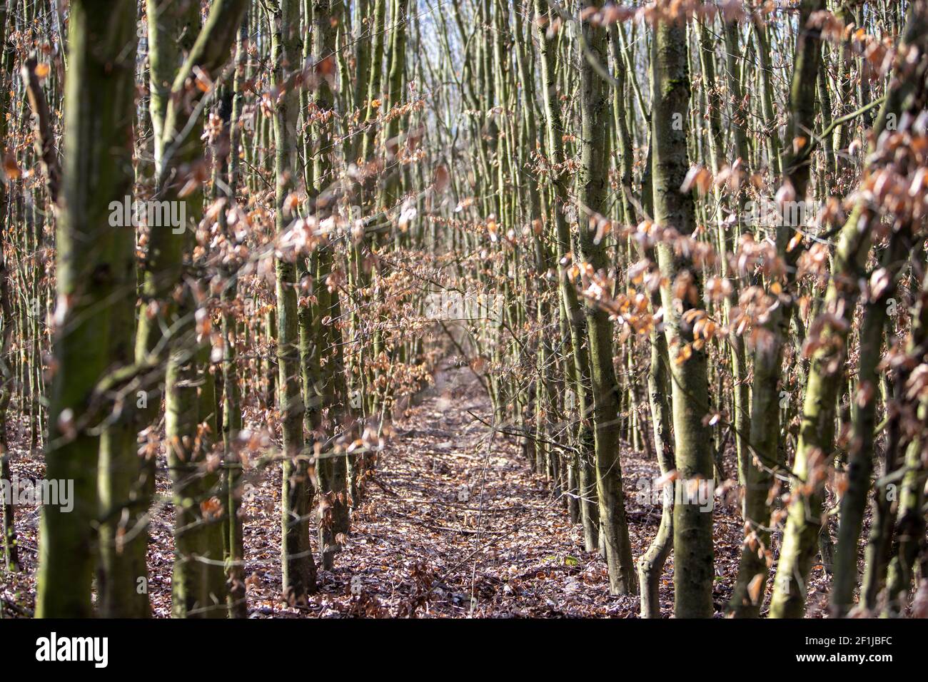 view into a forest, nice color, woodland Stock Photo - Alamy