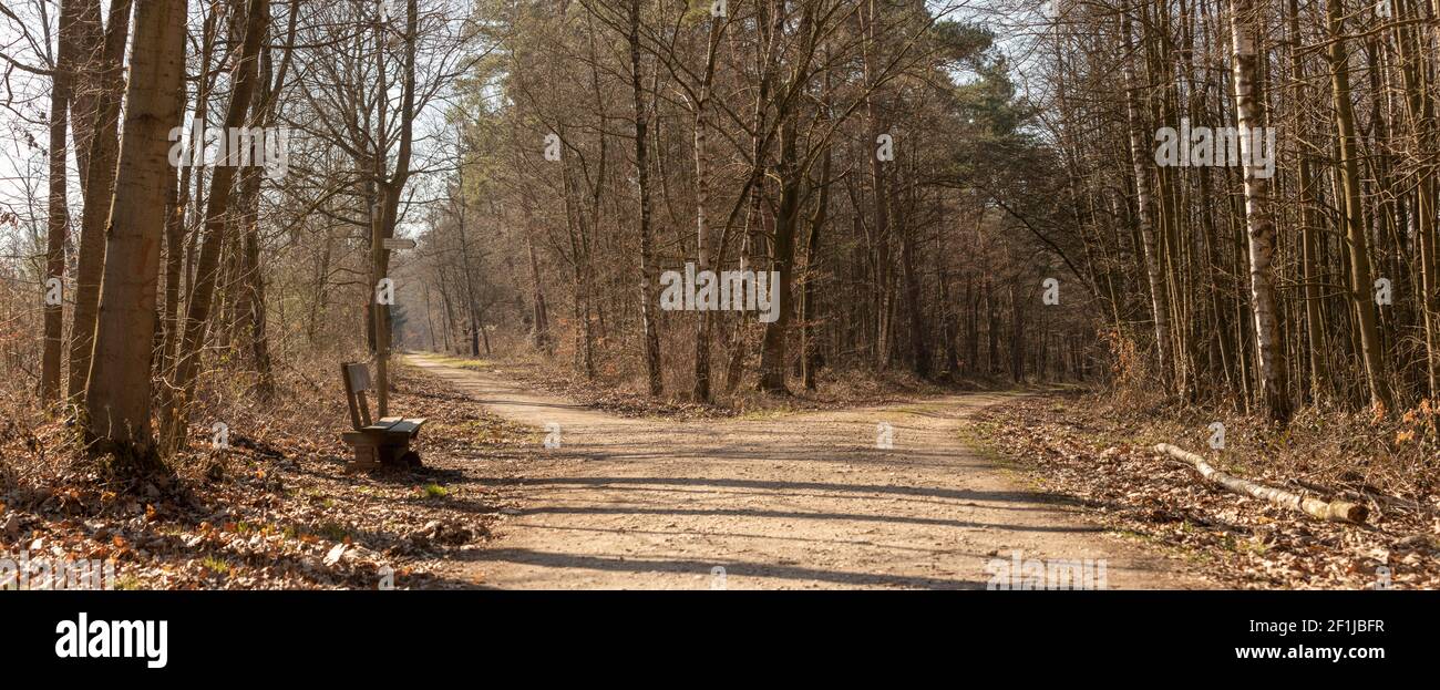 two paths in a winter forest that separate, panorama view, bench on the ...