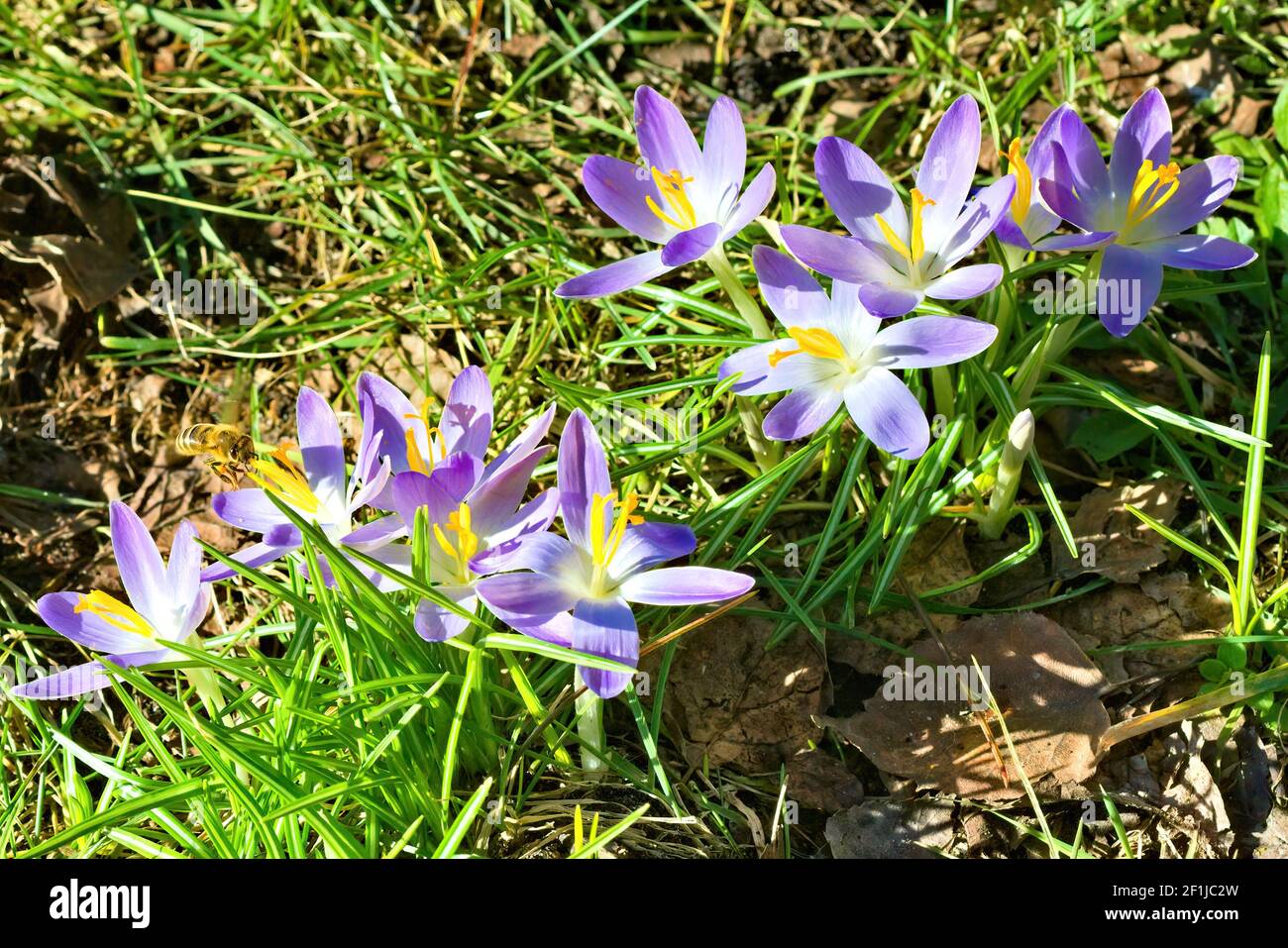 First crocuses after the winter Stock Photo - Alamy