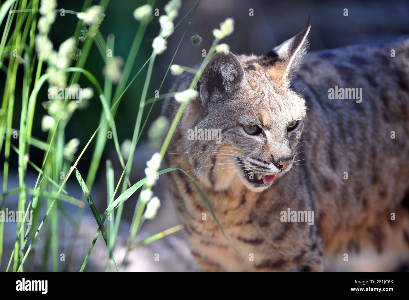 Lynx wildcat hi-res stock photography and images - Alamy