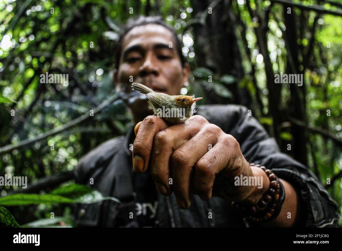 Perenjak bird hi-res stock photography and images - Alamy