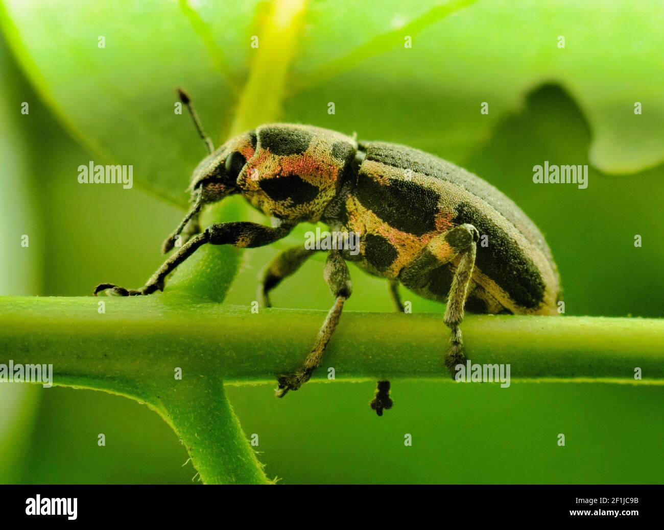 Sesbania Clown Weevil (Eudiagogus pulcher) macro ventral view in green ...