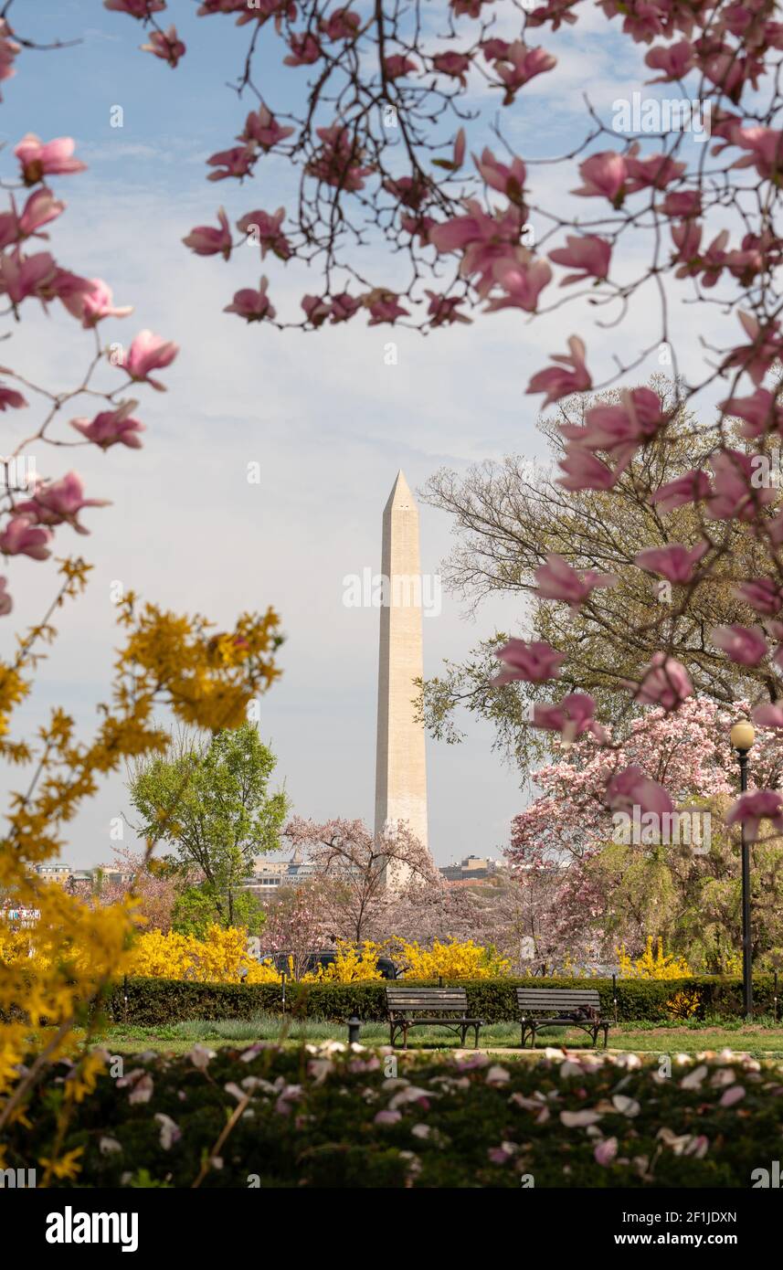 Washington Monument Surrounded by March Spring Flower Blossoms Stock ...