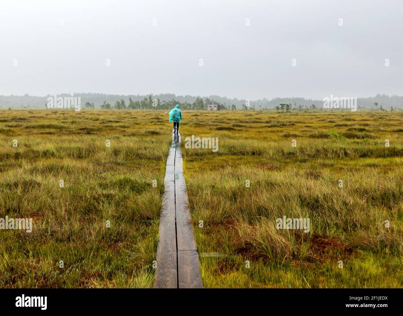 traditional bog landscape with wet trees, grass and bog moss during ...
