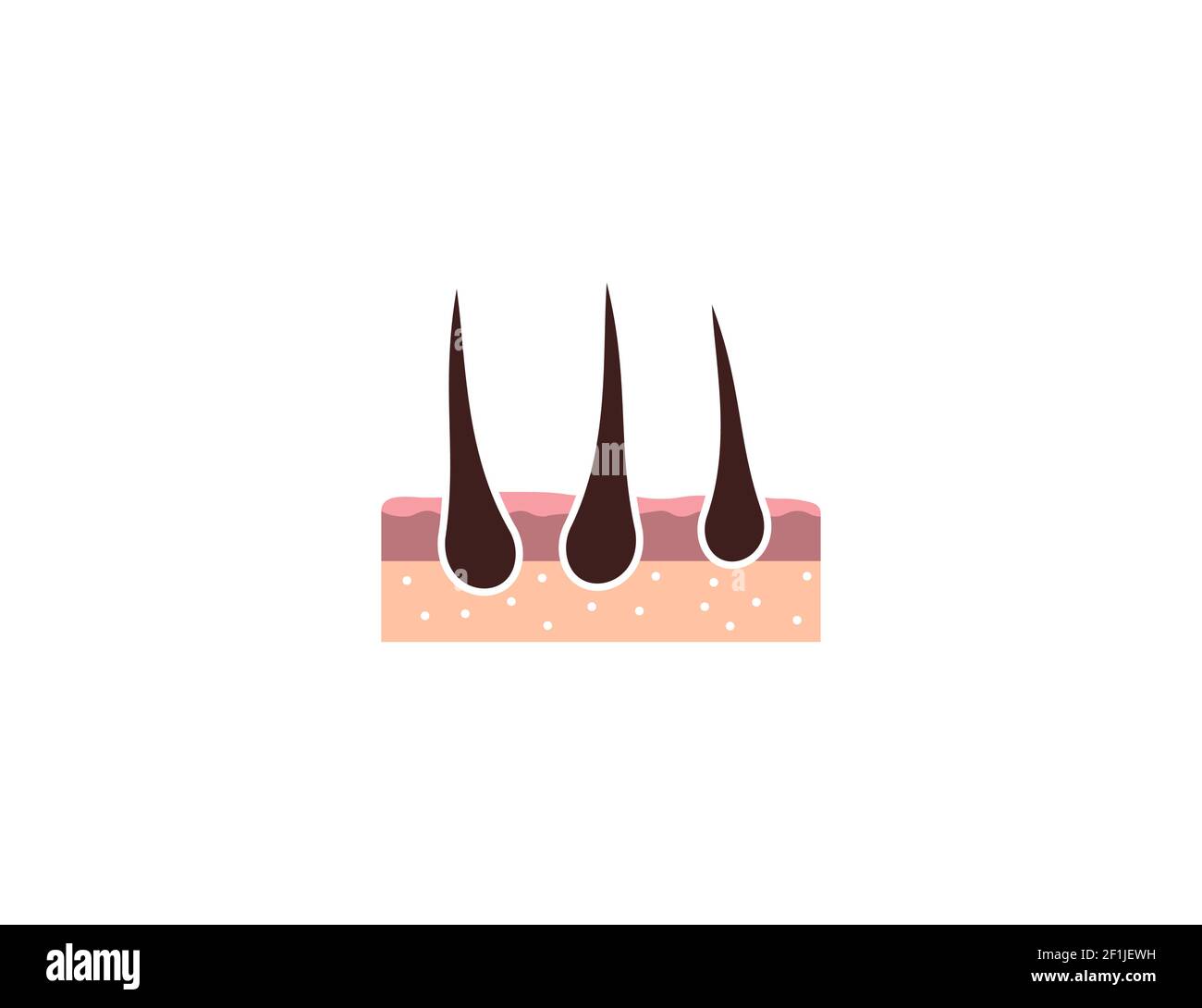 Vector illustration. Hair, hair follicles root icon Stock Vector Image ...