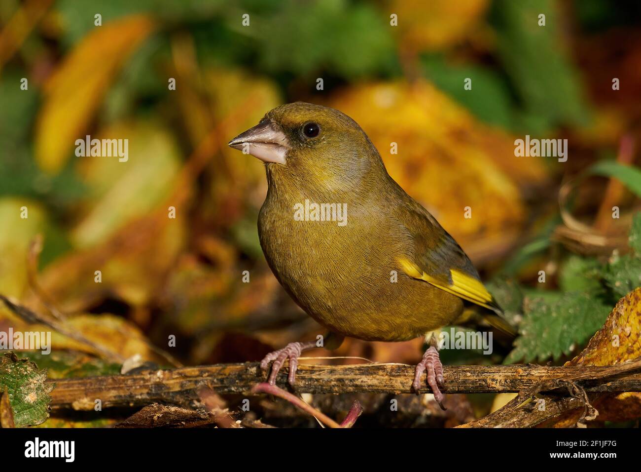 European greenfinch in its natural enviroment Stock Photo - Alamy