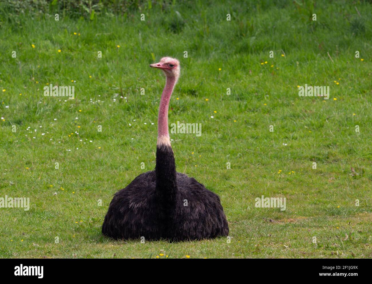 North African ostrich (Struthio camelus camelus) pink head and neck of ...