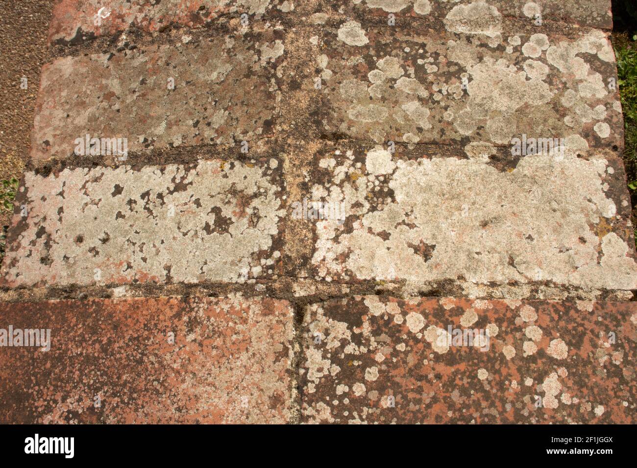 old brick work covered in lichen on top of a wall Stock Photo - Alamy